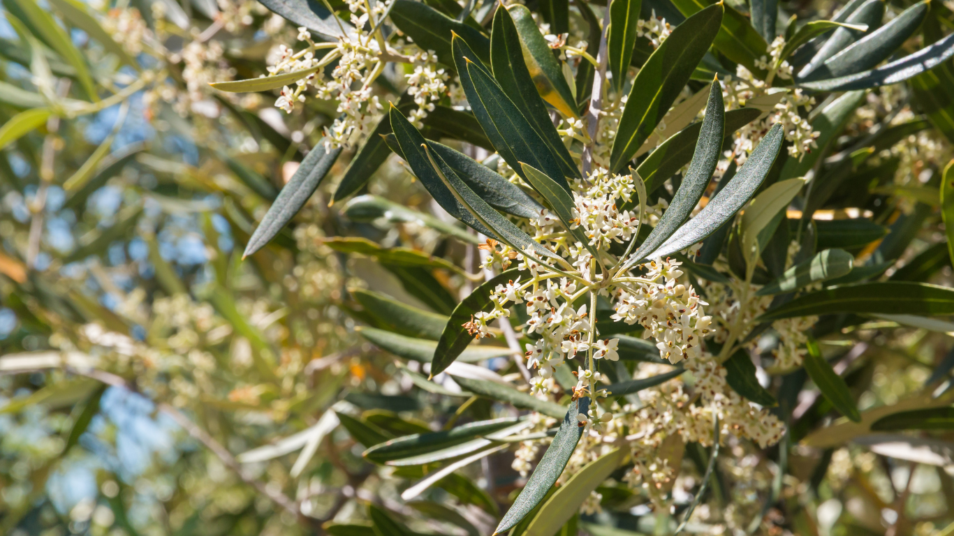 The irrigation needs of olive trees: when, how, and why they matter ...