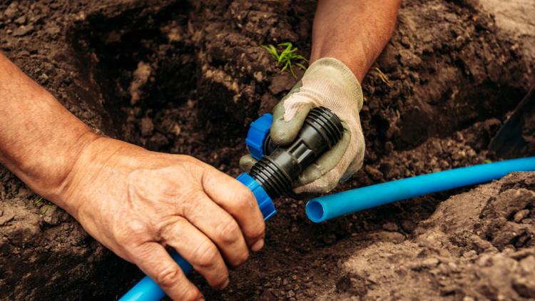 The irrigation needs of olive trees: when, how, and why they matter ...